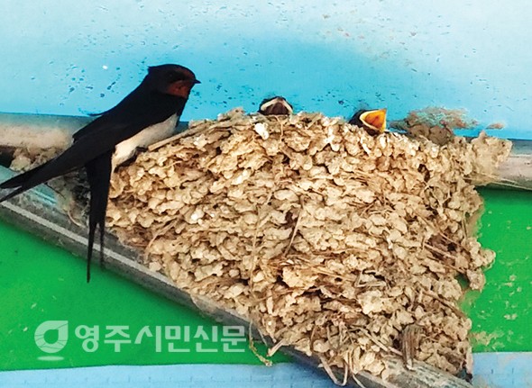 처마 밑에 제비집이 옹기종기 모여있네